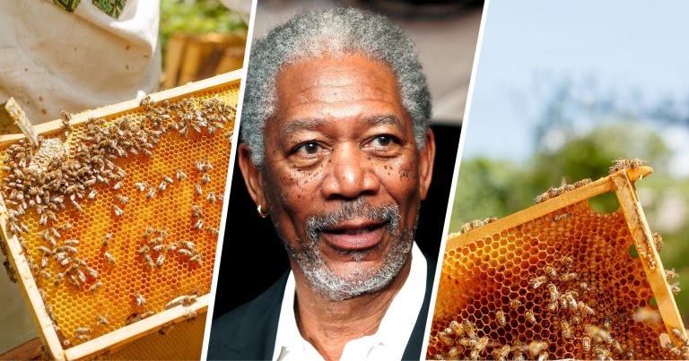 Morgan Freeman Has Converted His 124 Acre Ranch Into A Giant Sanctuary ...