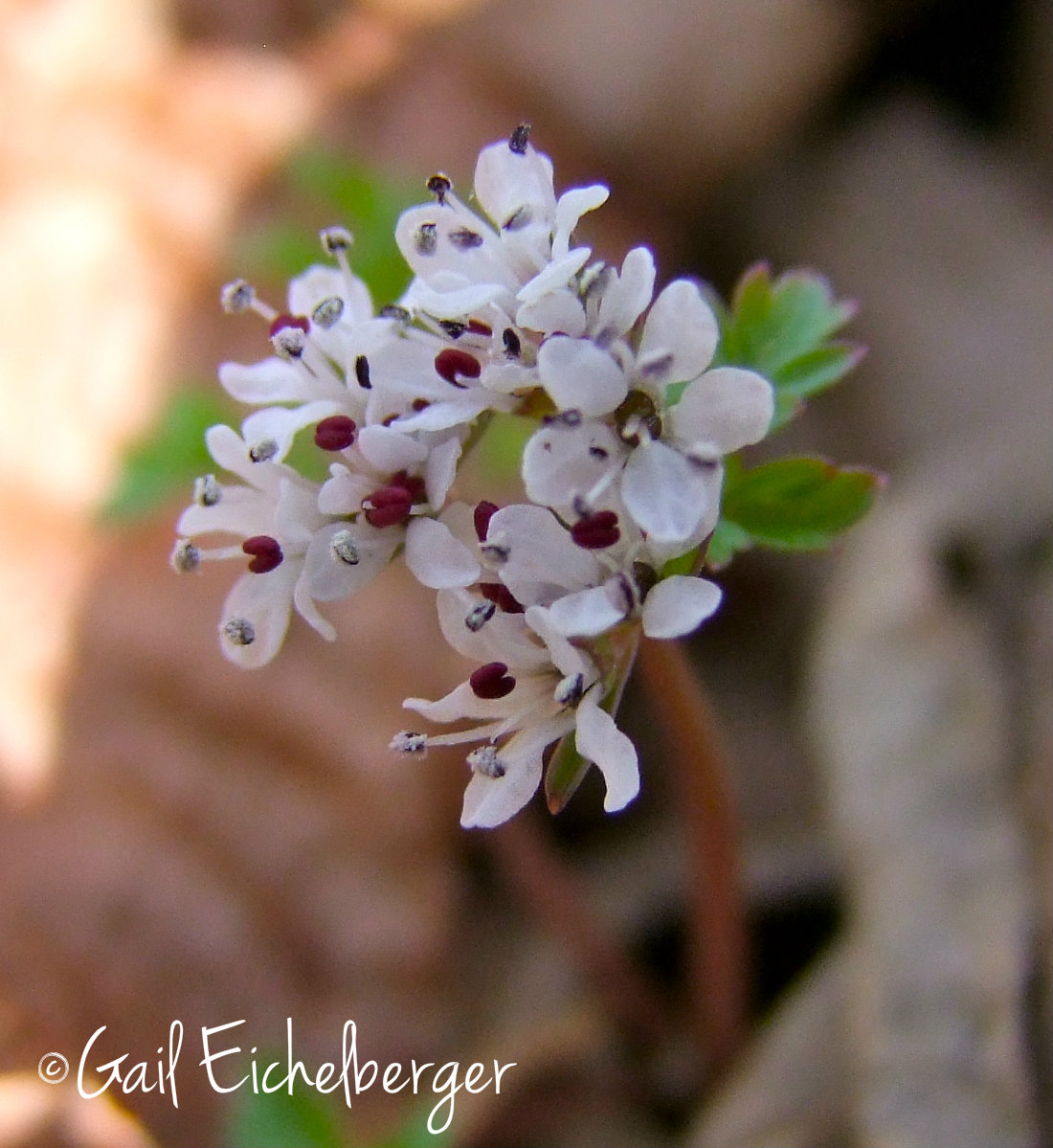 clay and limestone: Wildflower Wednesday: Harbinger-of-Spring