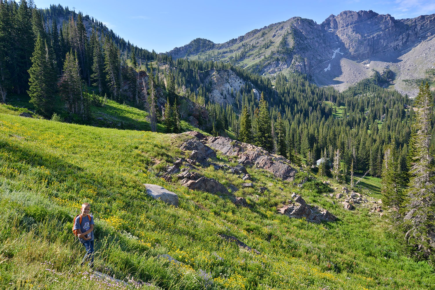 Albion Basin Wildflowers - light-in-leaves