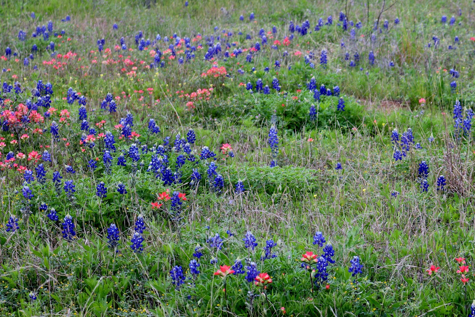 Texas Wildflowers
