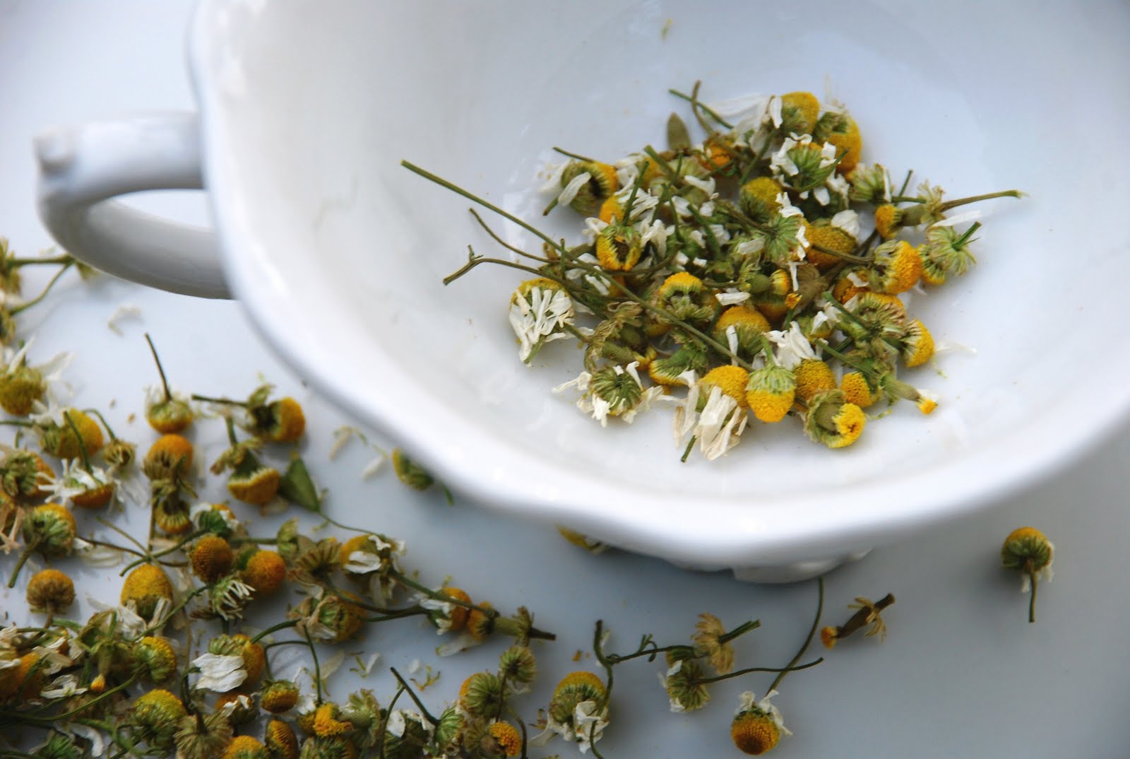 CupCakes and CrabLegs: Fresh Herbal Teas