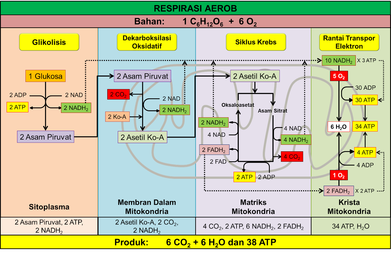 [Gambar 11. Bagan Alir Sederhana Respirasi Aerob]