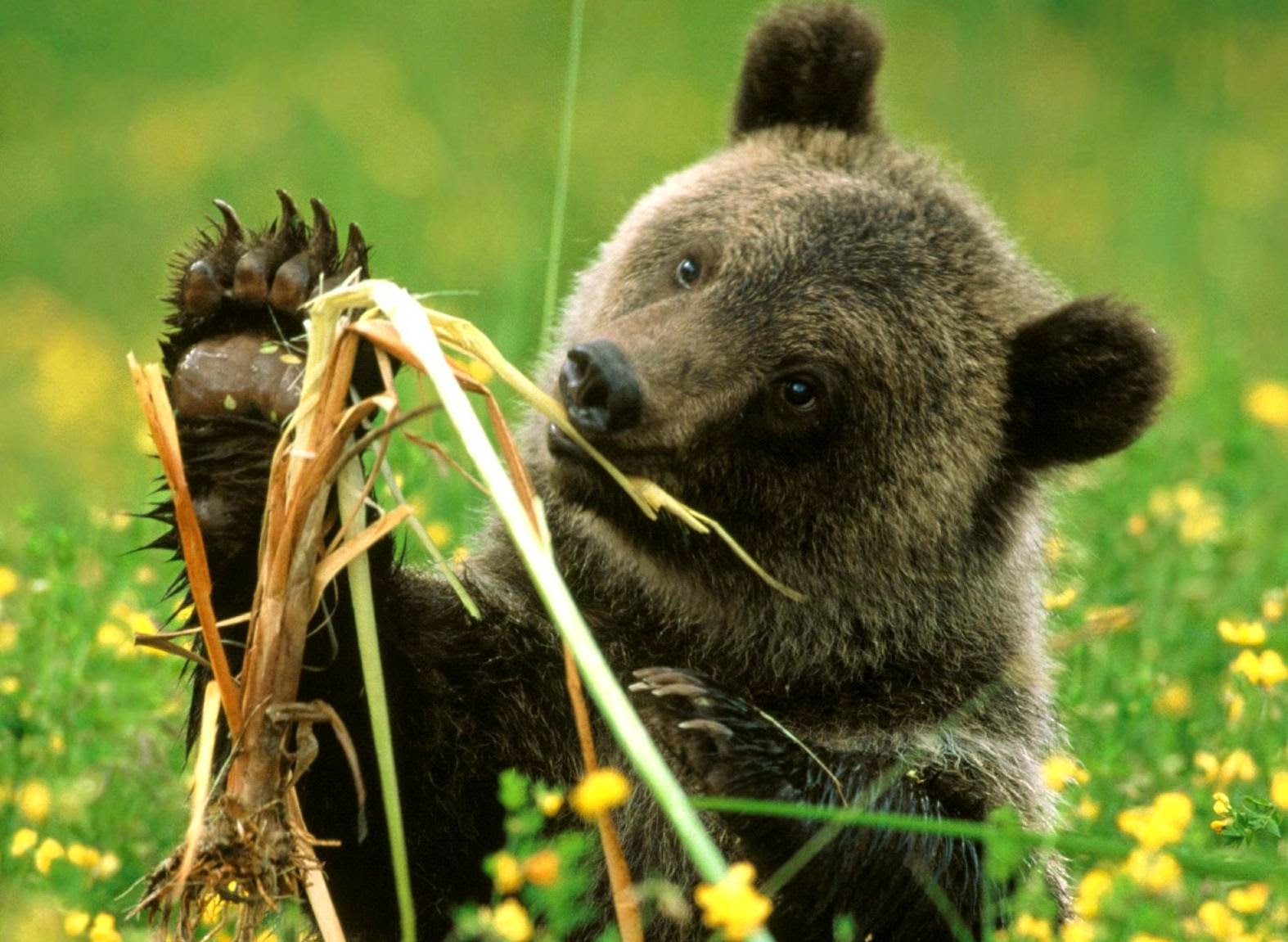 Imagenes osos: IImagen oso comiendo [8-3-16]