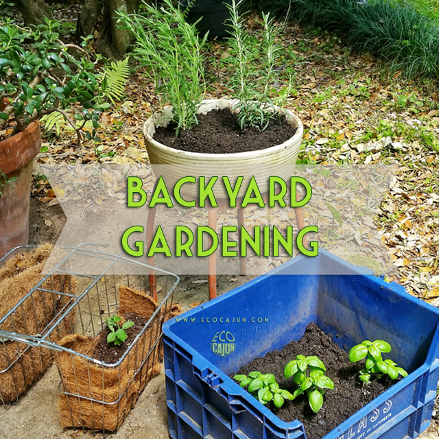 Backyard Gardening - Eco Cajun