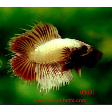 El Universo de los Bettas: Bienvenido al mundo de los bettas