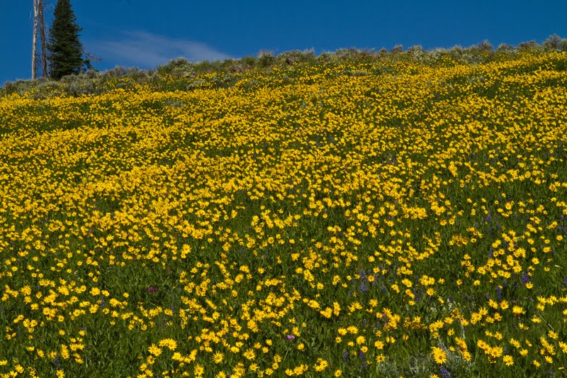 Photos by David Douglas: Yellowstone Wildflowers