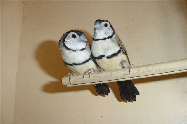 Bird Pictures and Information