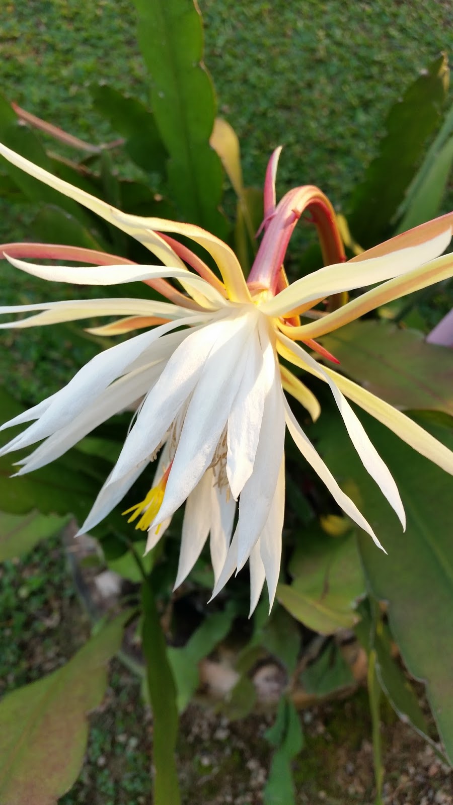 Warisan Petani: WW 73 : Bunga Bakawali