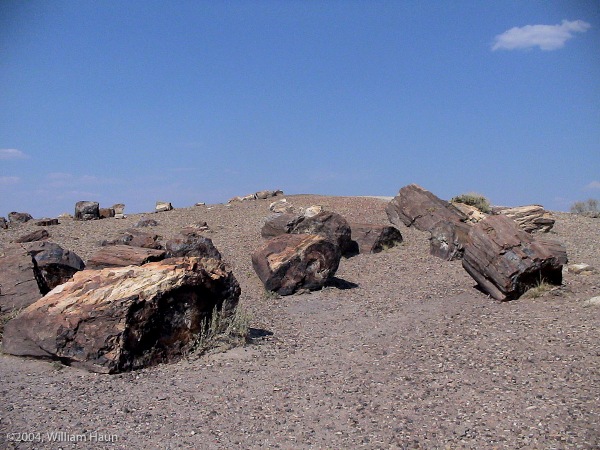 Mengenal Fosil Kayu | Batu Akik Saya