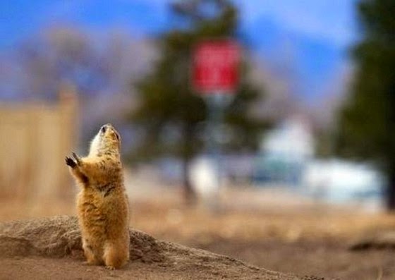 Agora você tem um monte de fotos bonitinhas para colocar aquela legenda ...
