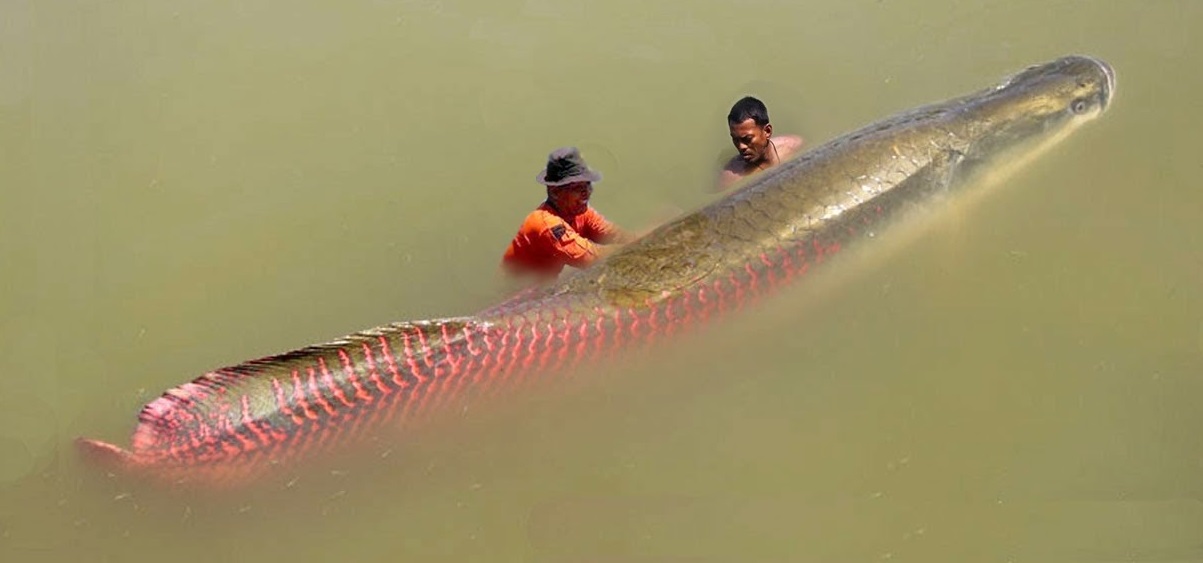 Harga Arapaima Gigas 2018-2019 (Updated): HARGA ARAPAIMA GIGAS (Haiwan ...