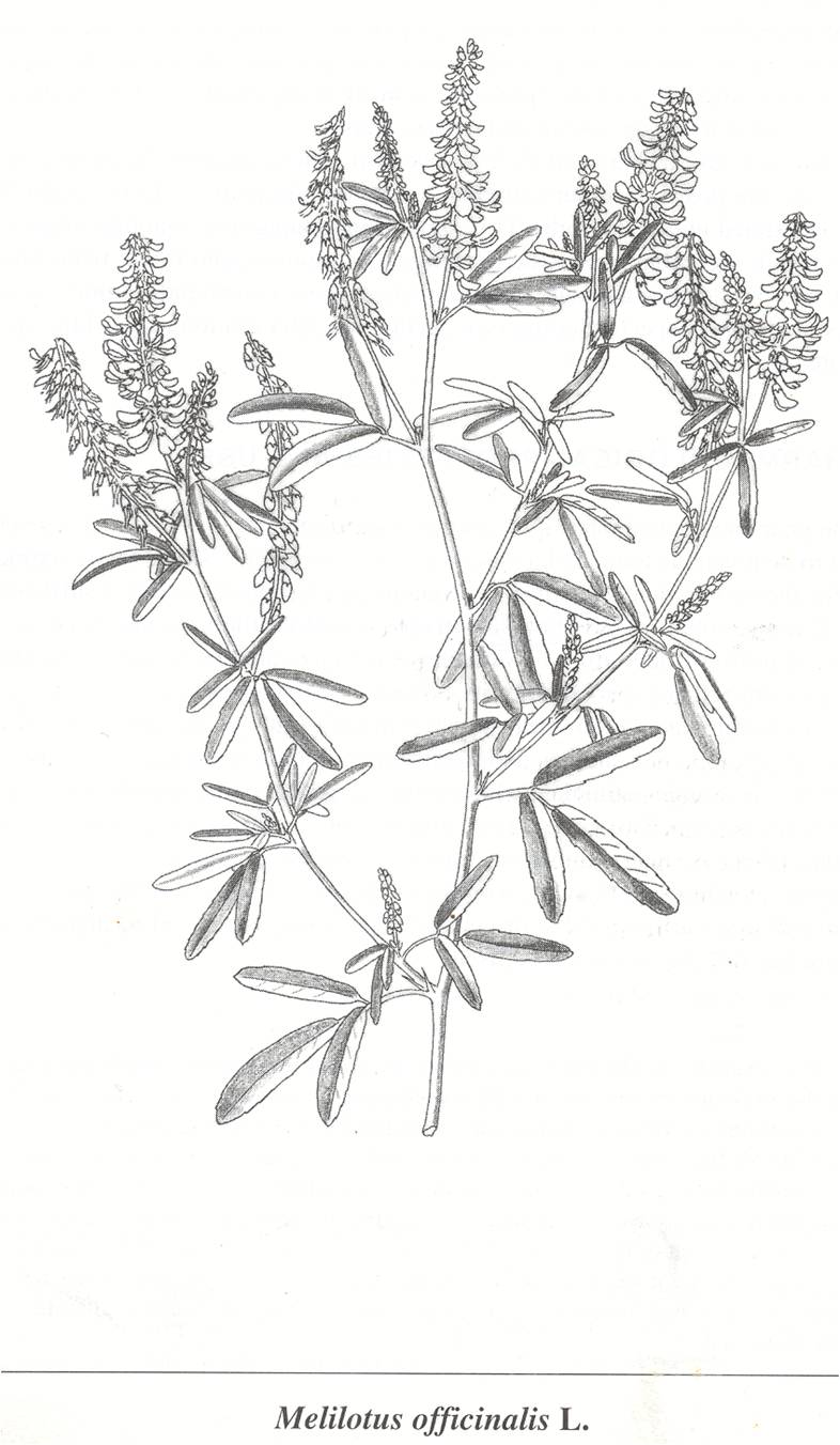 KAMPUS FARMASI: kumarin