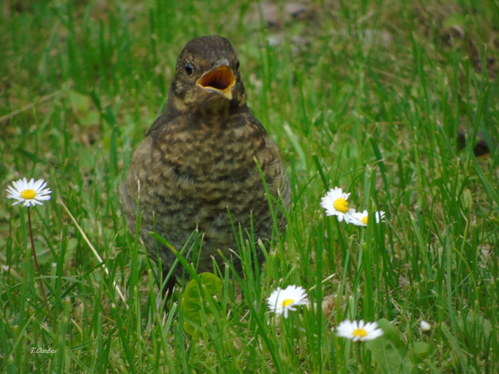 PASARI DIN ROMANIA: MIERLA (3), PUI si JUVENILI, Turdus merula