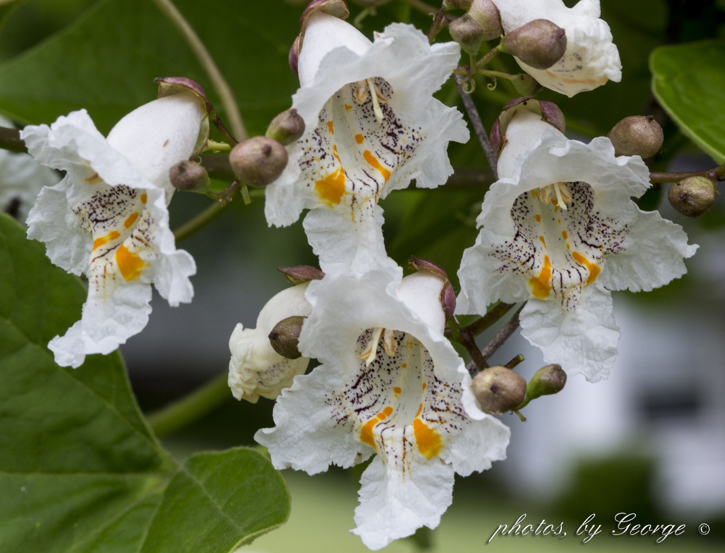 "What's Blooming Now" : Northern Catalpa (Catalpa speciosa)