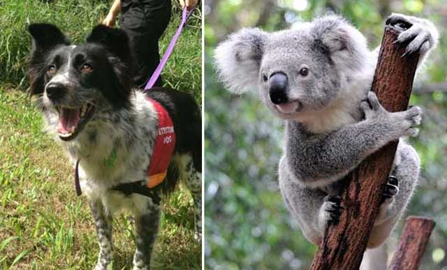 Nothing To Do With Arbroath: Council enlists poo-sniffing dog in fight ...