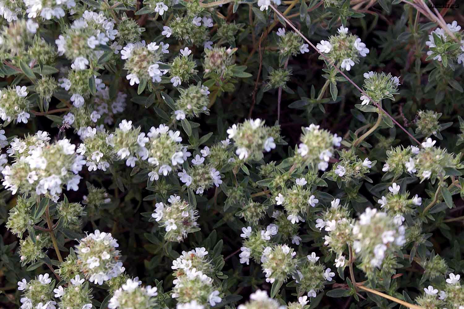 Las flores silvestres de Hormaza: Thymus zygis