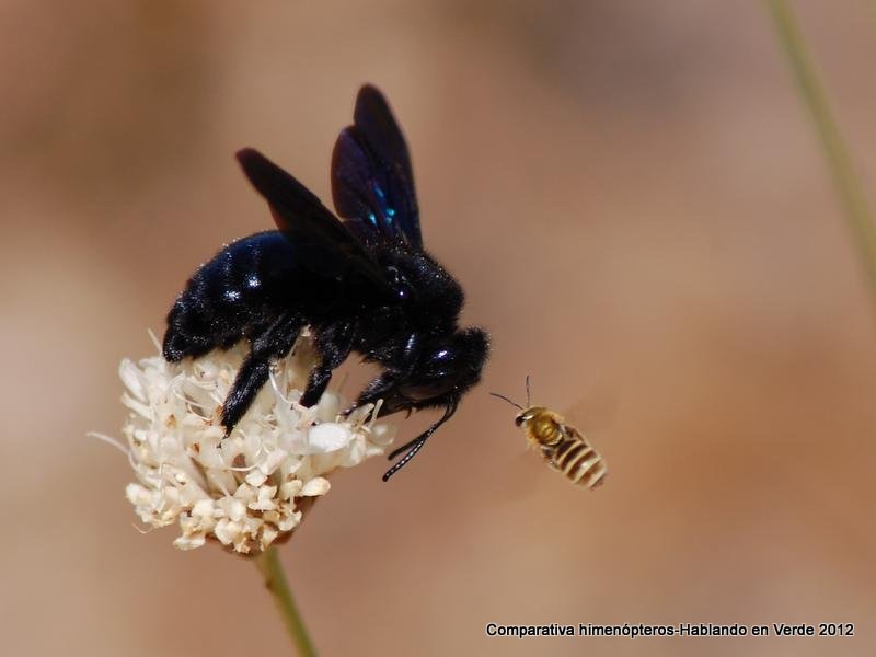 Hablando en verde: Himenópteros