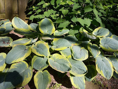 Future Plants by Randy Stewart: Hosta