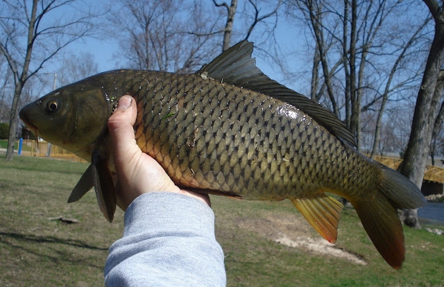 Ben Cantrell's fish species blog: Spring carp, redhorse, and suckers