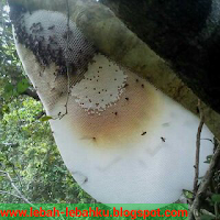 Mengenal Lebah Hutan Apis Dorsata | Ternak Klanceng & Lebah Madu di ...