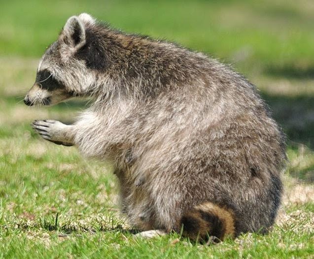 Wild in Durham: Wildlife in Distress