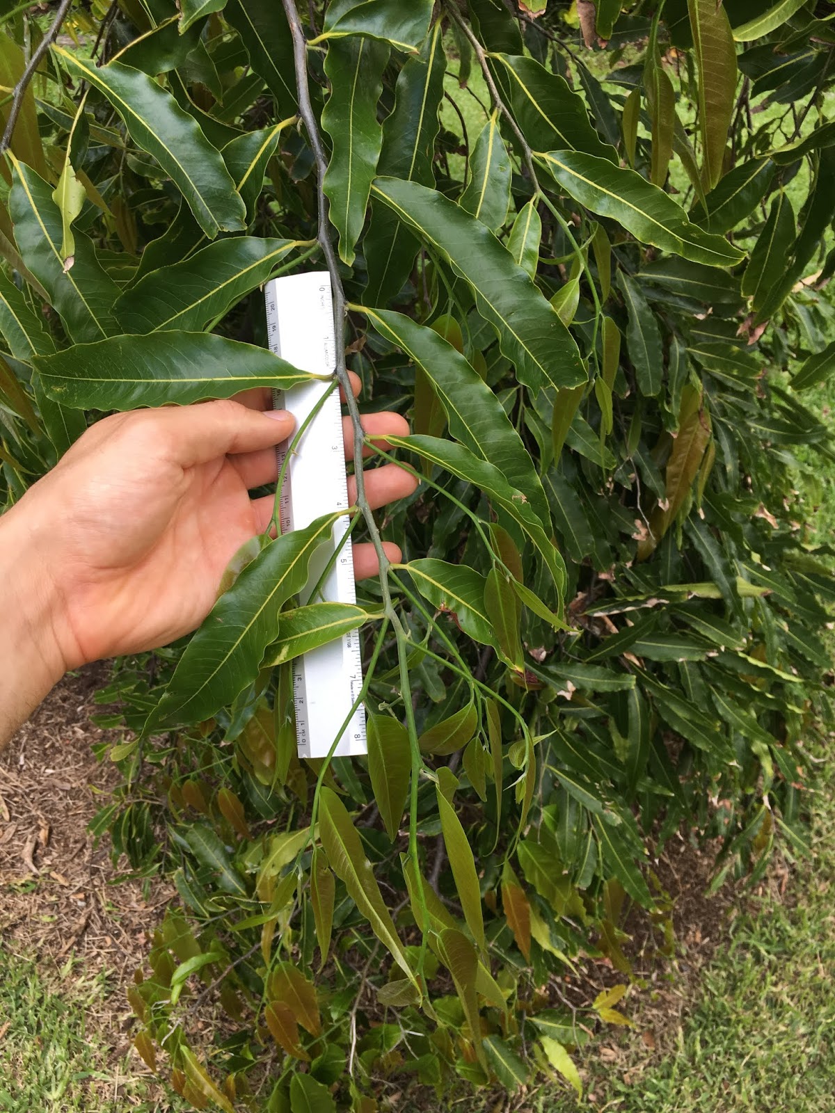 Polyalthia longifolia var. pendula (Mast Tree)