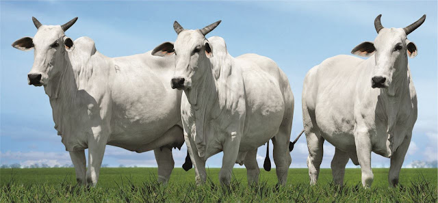 RUMINANTES : junho 2017