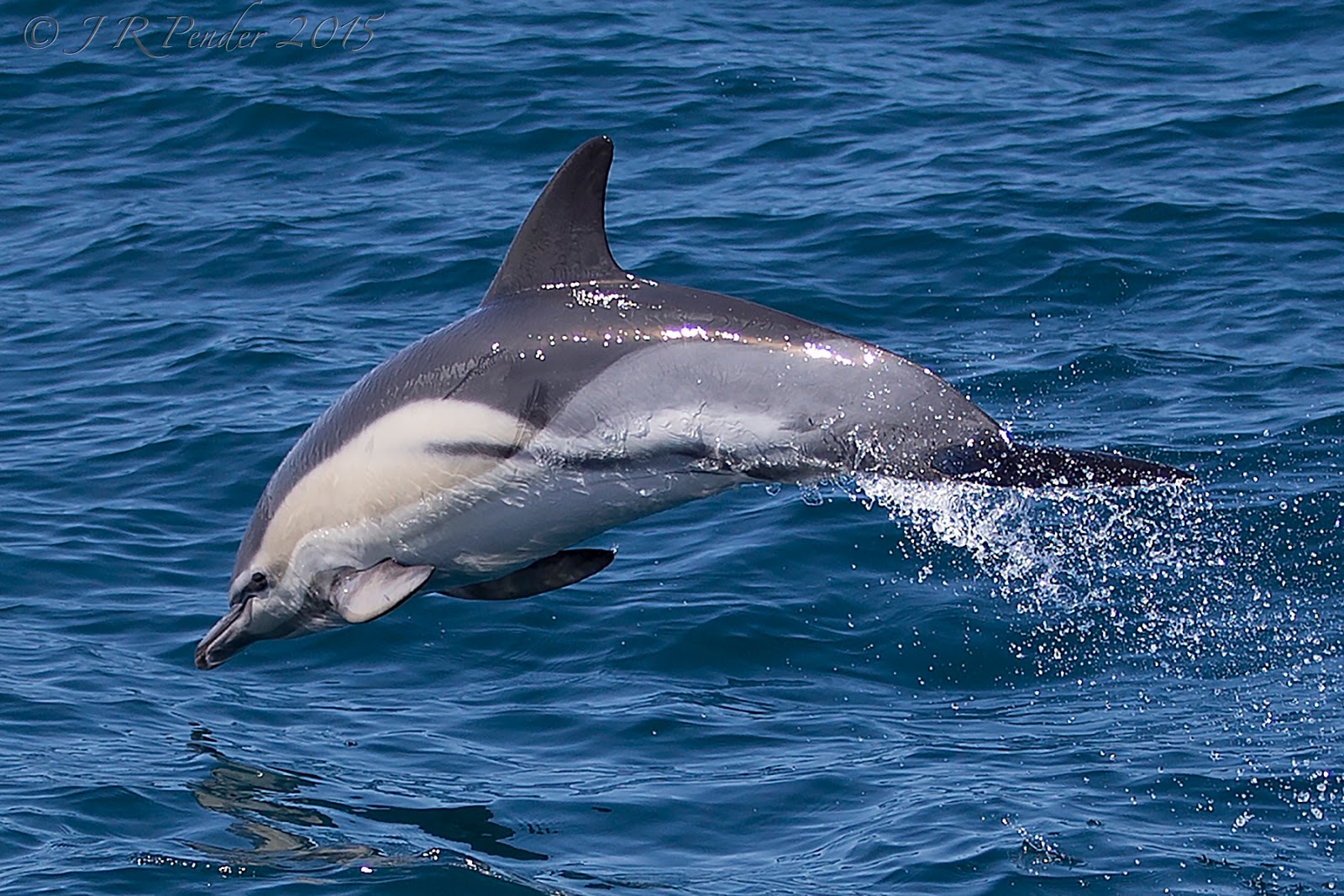 Joe Pender Wildlife Photography: Todays Pelagic trip with Oriole Birding