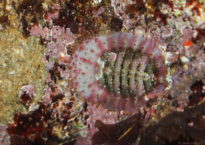 The Natural History of Bodega Head: Incognito