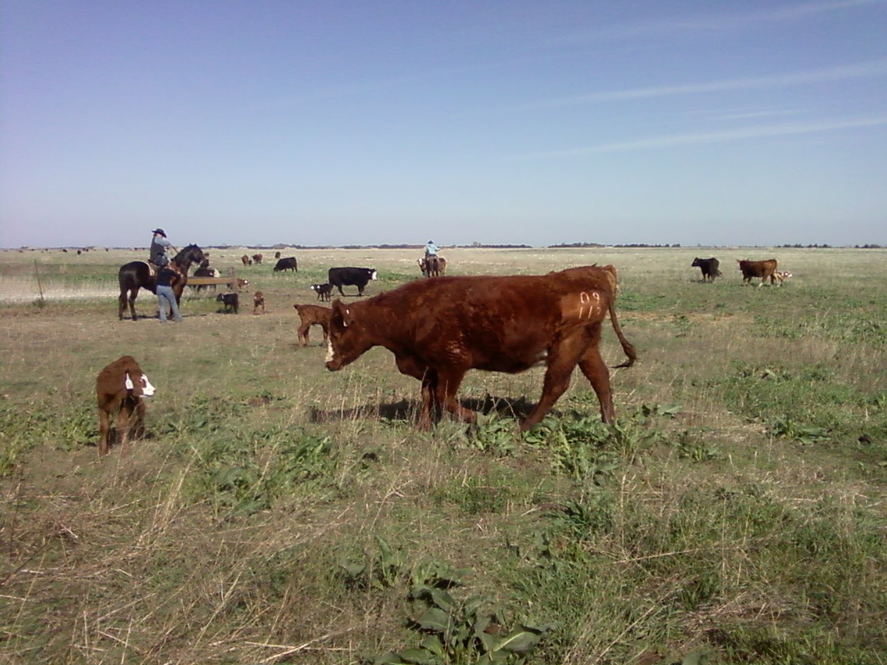 The Ninth Year...: Beef Cattle Calving in Clay Center, Nebraska