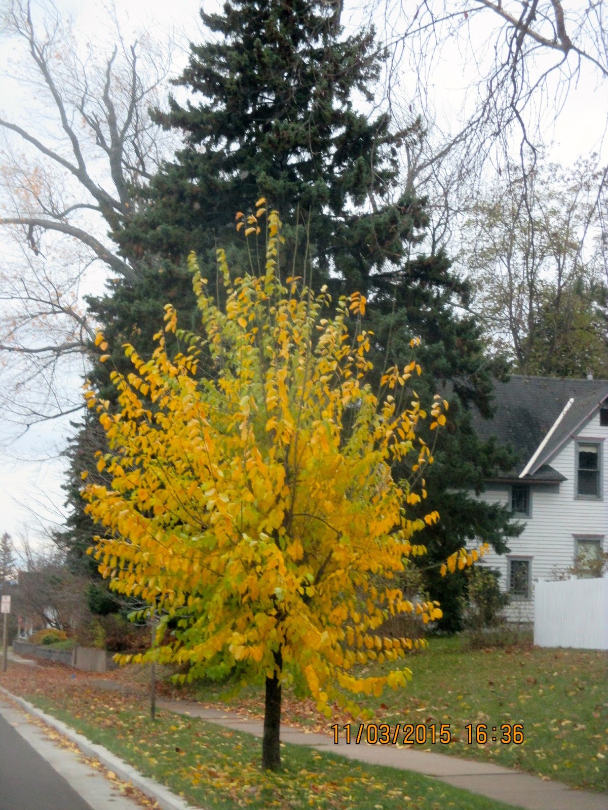 Art's Bayfield Almanac: HYBRID ELMS