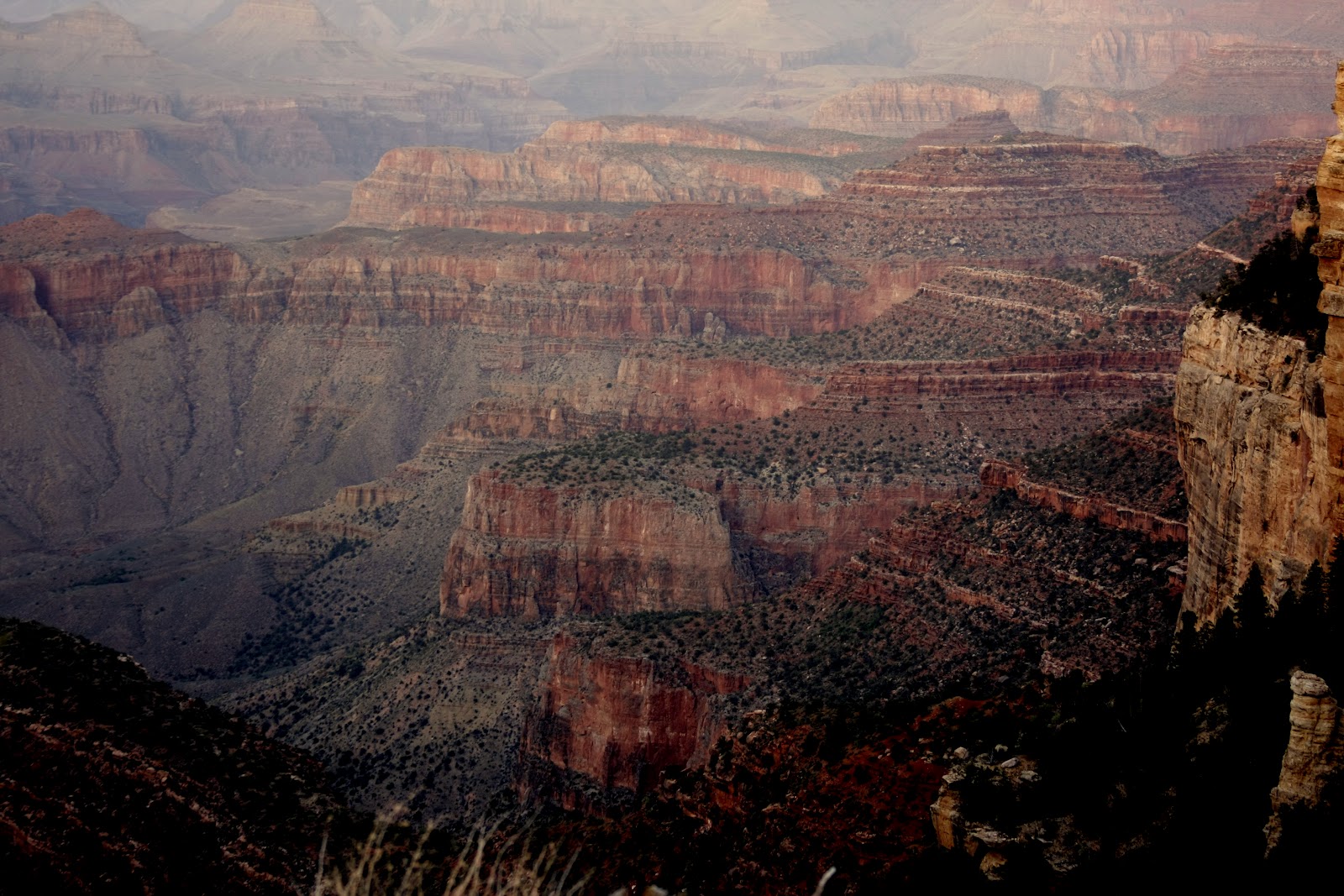 Miami Blue Butterfly