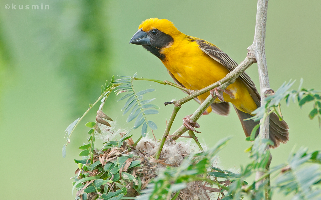 punkbirdr.photo: Kaenkrachan (Thailand) + with Guide Paan