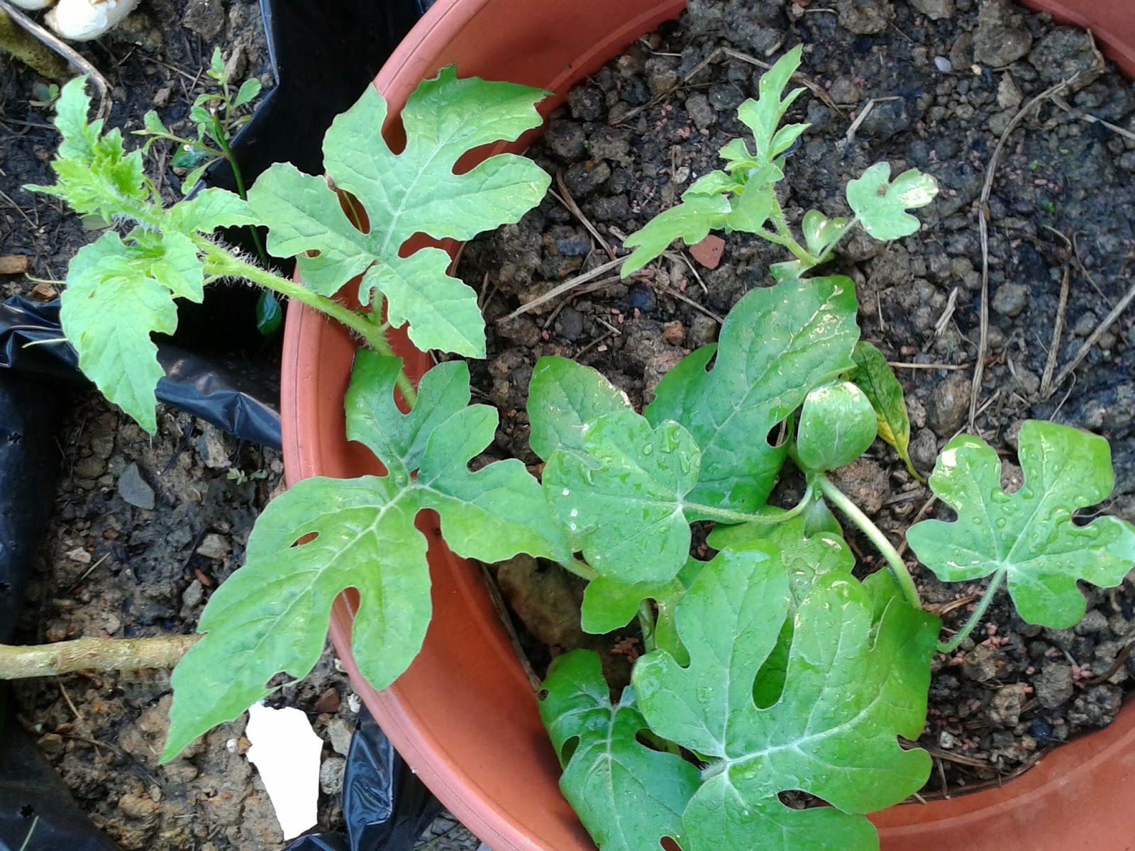 Pedas dan Manis: Percubaan Menanam Tembikai Merah