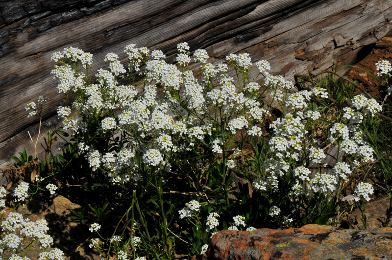 Discovering Greece: BRASSICACEAE (cruciferae)