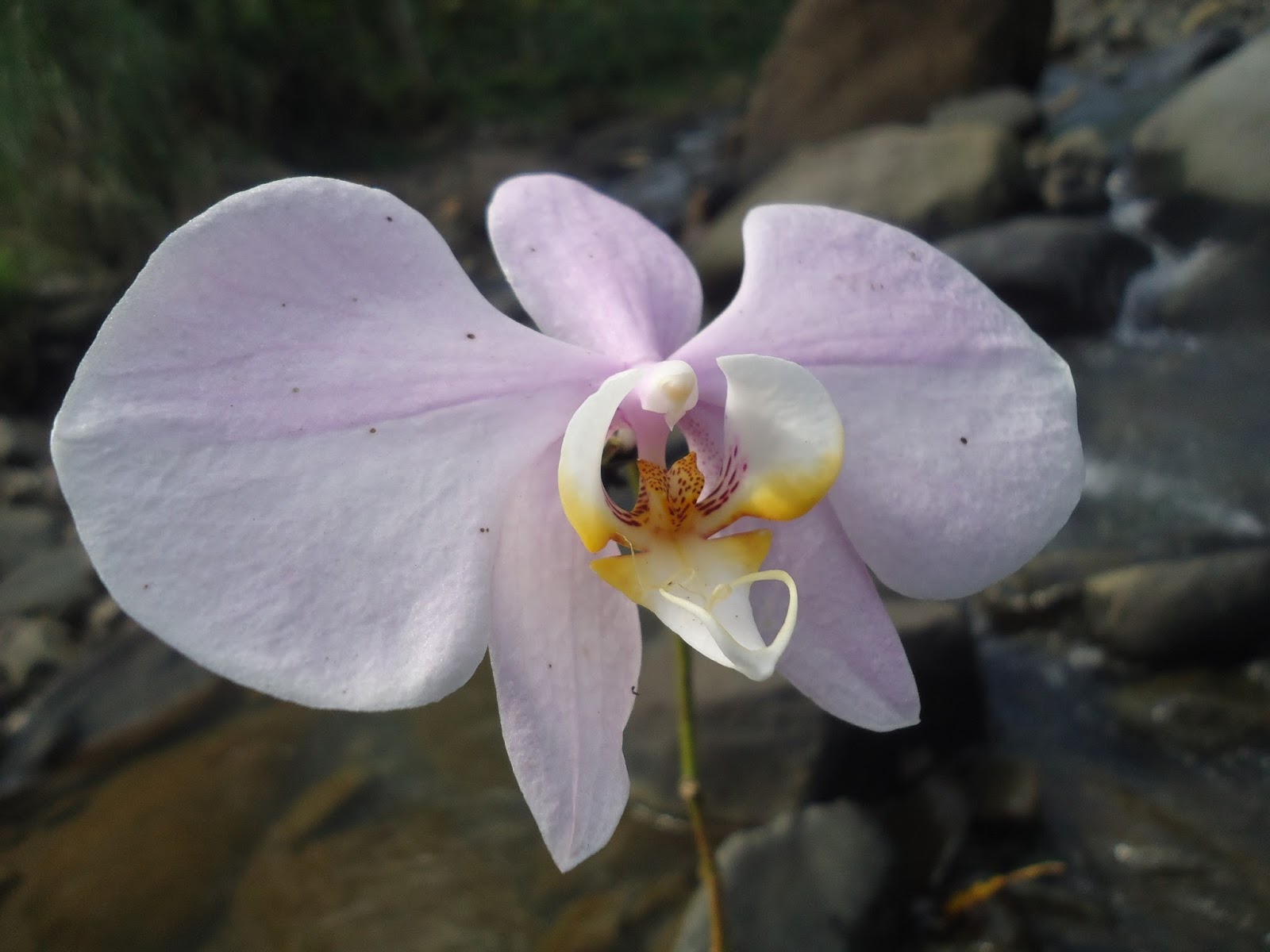 Wallpaper Bunga anggrek Bulan Ungu Putih Dan Batu Besar - Rumah Daun Muda