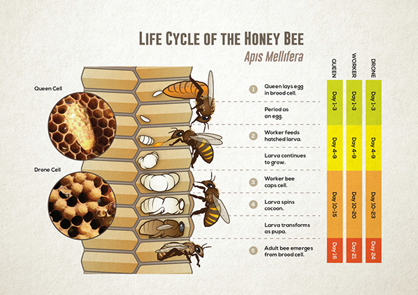CORONA APICULTORES: THE LIFE CYCLE OF A BEE