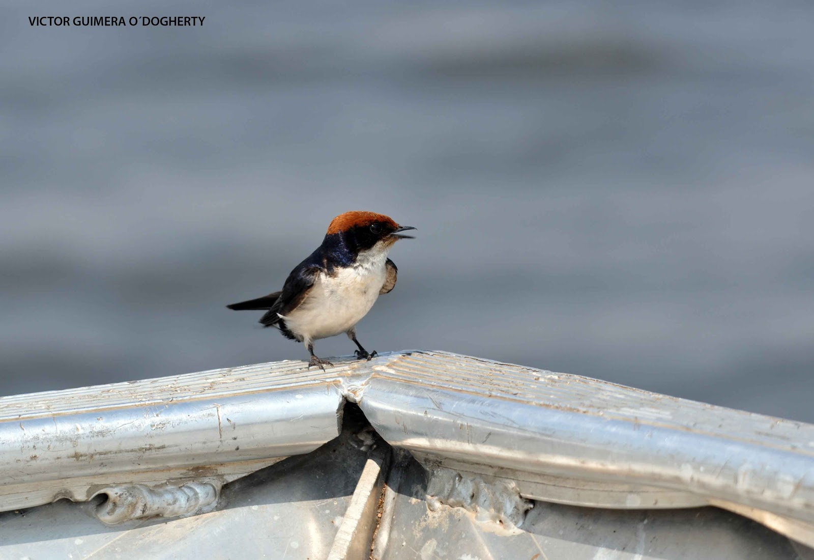 Mis imágenes de aves: FOTOS DE LA GOLONDRINA COLILARGA