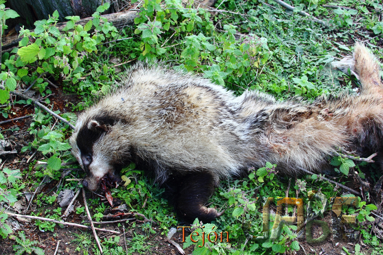 GUADAIRAJABEN: Meloncillo y Tejon