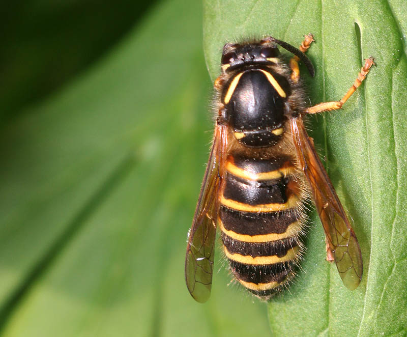 Utgångspunkt 63° 31,x' N - 22° 31,x' O: Två getingar med rött