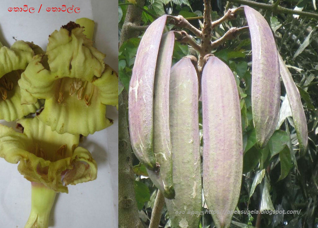 Trees and Plants of Sri Lanka: තොටිල - Thotila - Totila - Oroxylum indicum