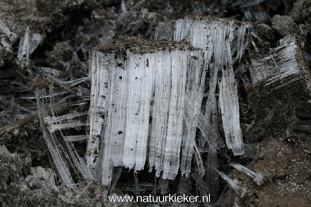 IJshaar en Needle Ice, bijzondere winterse fenomenen