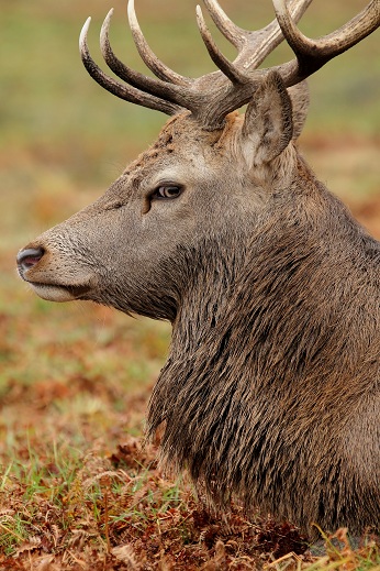 Anthony Bentley Wildlife Photography: Red Deer Bradgate Park Leics
