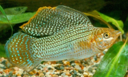 Shamudra Bilash: Sword Tail & Molly Fish