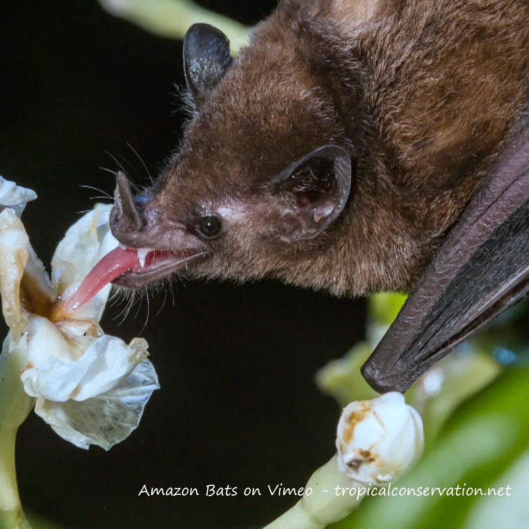 Amazon Bats