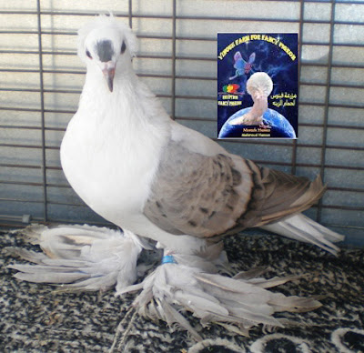 Pigeons for sale: Best Swallow pigeon