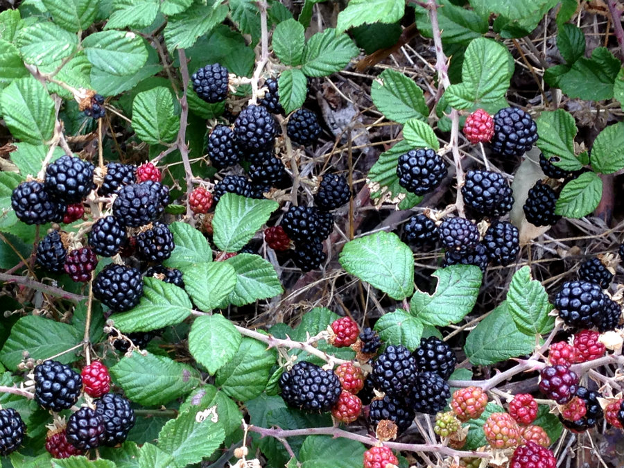 Mousse de cheesecake de moras silvestres - Cook the cake