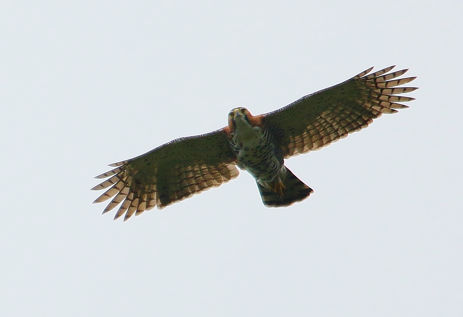Nuestro bello mundo...: ORNATE HAWK-EAGLE, Spizaetus ornatus, Aguila de ...