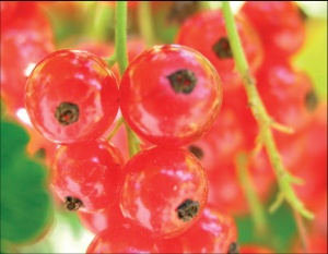 RIBIZLA -idealna kombinacija