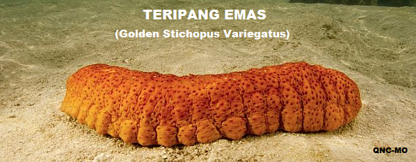 Beberapa spesies teripang yang mempunyai nilai ekonomis penting ...